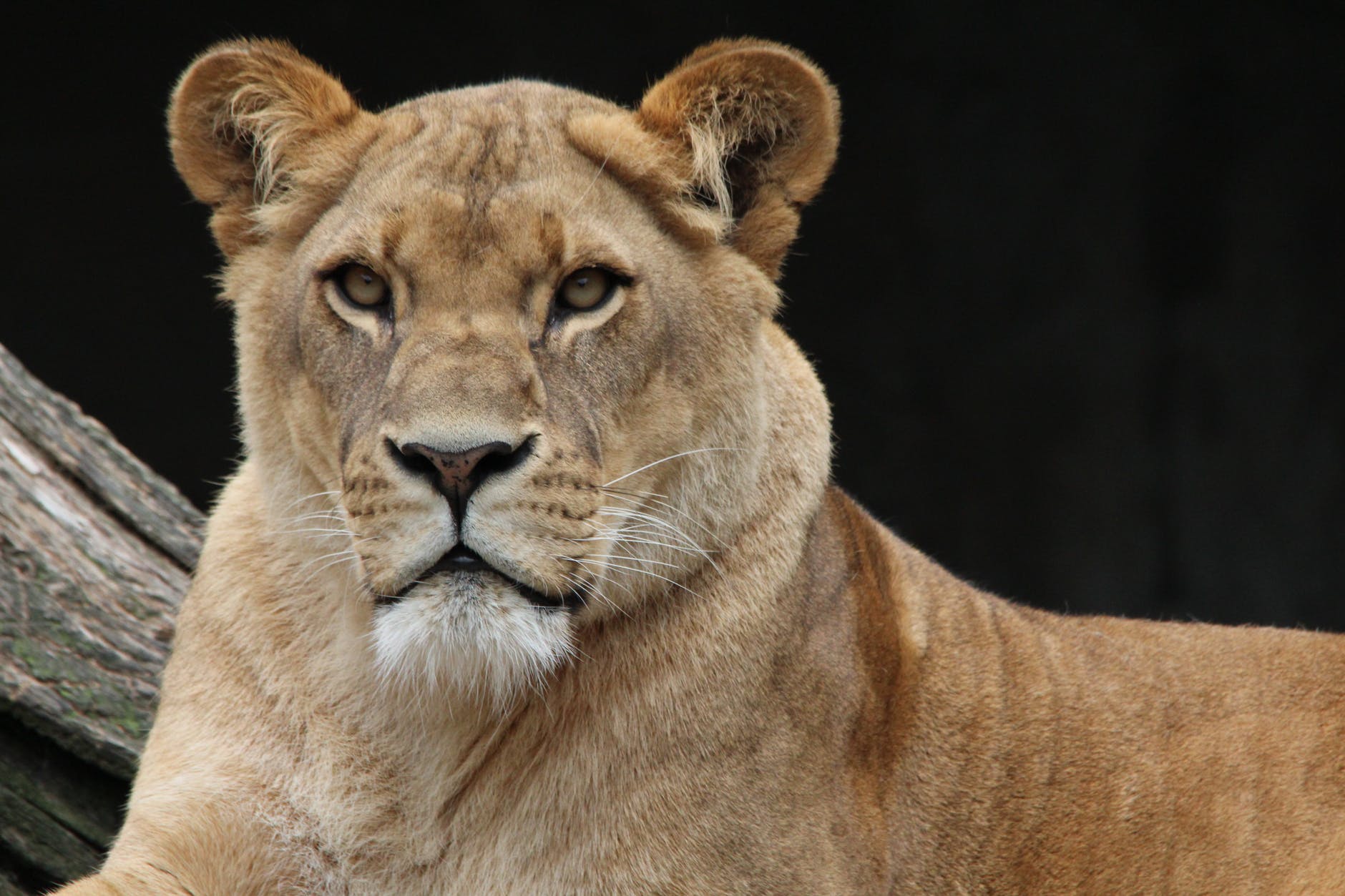 The Lioness’ Den (2017-2018) – KATY KOSTAKIS